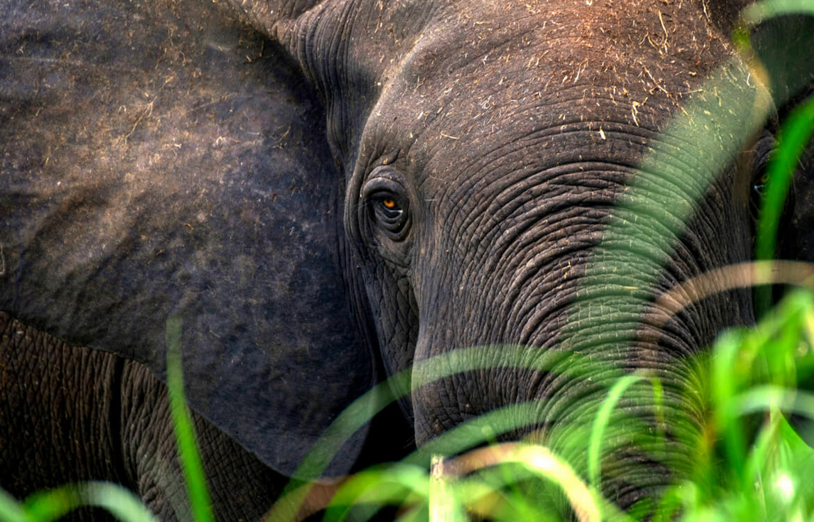 Parcs Gabon Wildlife Safaris - Gabon Wildlife Camps & Safaris | GABON