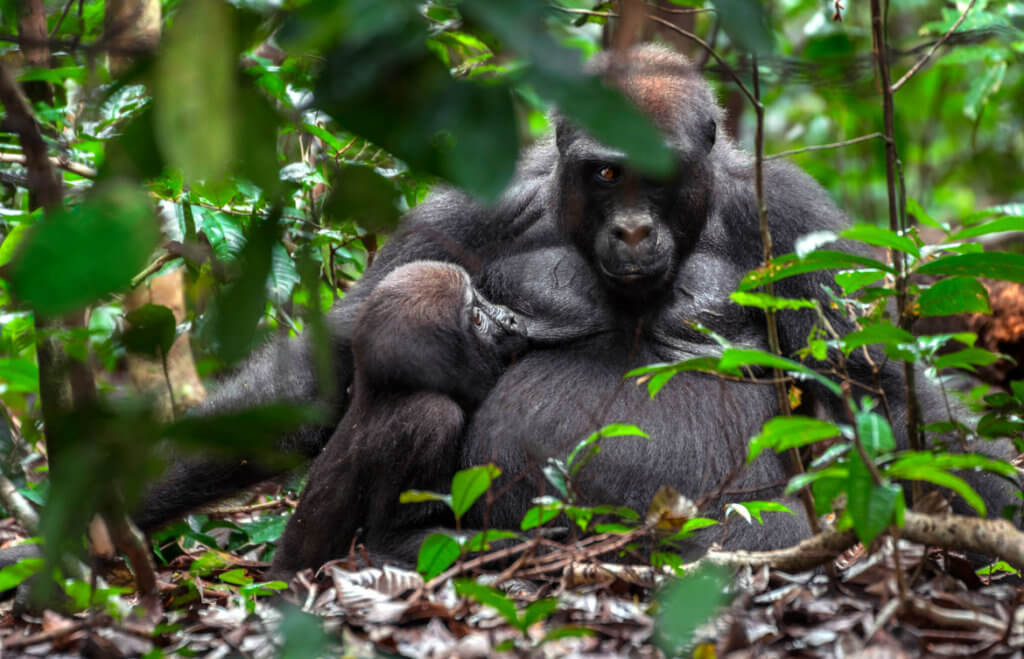 Blog - Gabon Wildlife Camps & Safaris | GABON