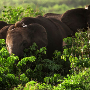 Wildlife Safaris and Nature Treks in Gabon's national parks