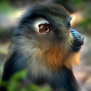 Lope National Park, Gabon | Wildlife safaris, tented camps, Mandrills,