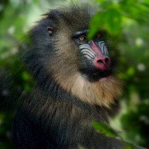 Gabon Wildlife - Gabon Wildlife Camps & Safaris | GABON