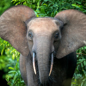 Wildlife Safaris and Nature Treks in Gabon's national parks