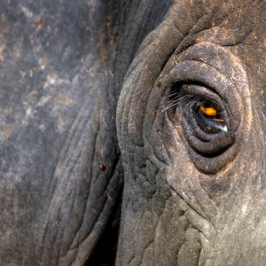 Gabon Wildlife - Gabon Wildlife Camps & Safaris | GABON